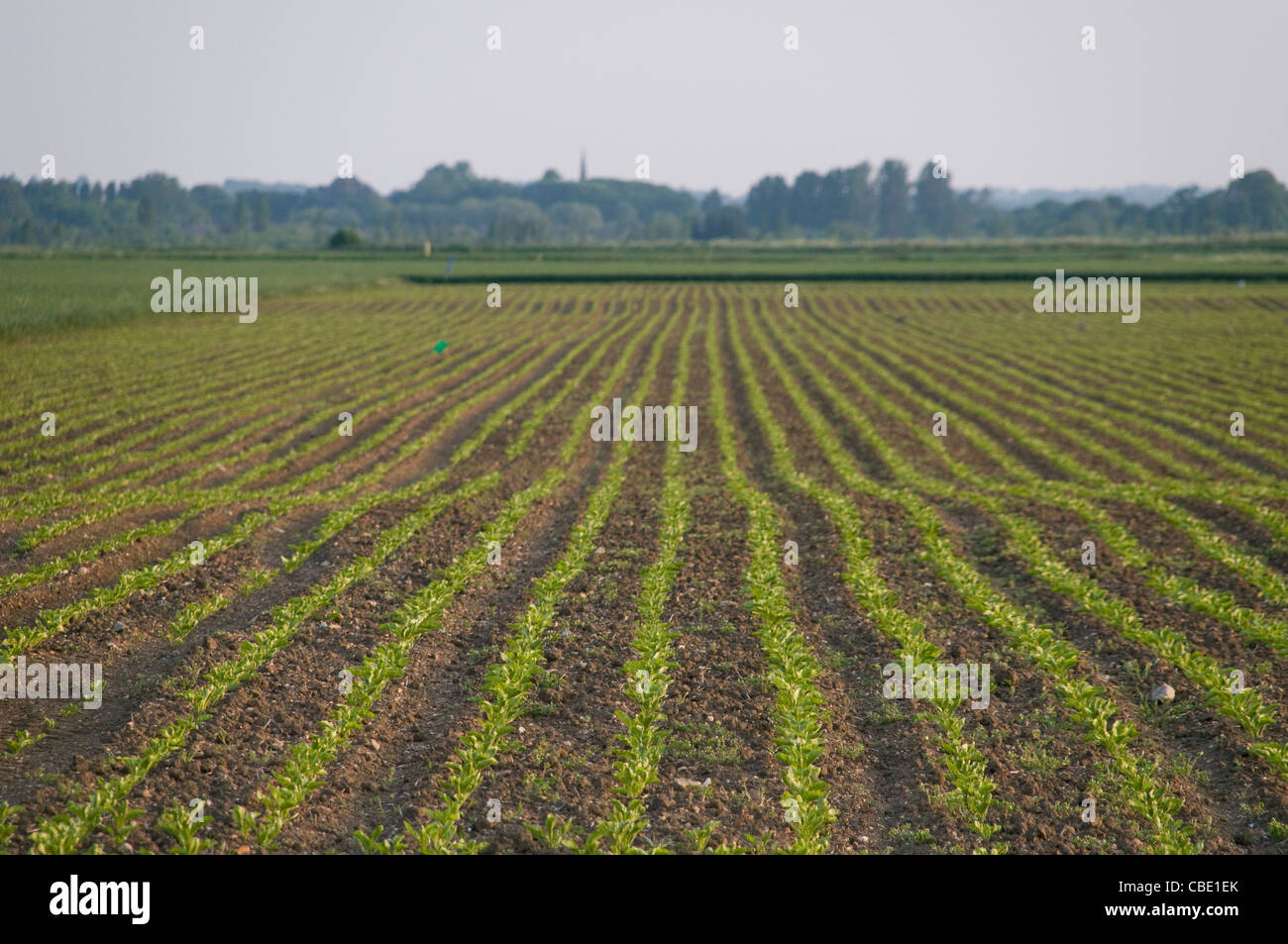 Rows of green crops growing in a field Stock Photo - Alamy