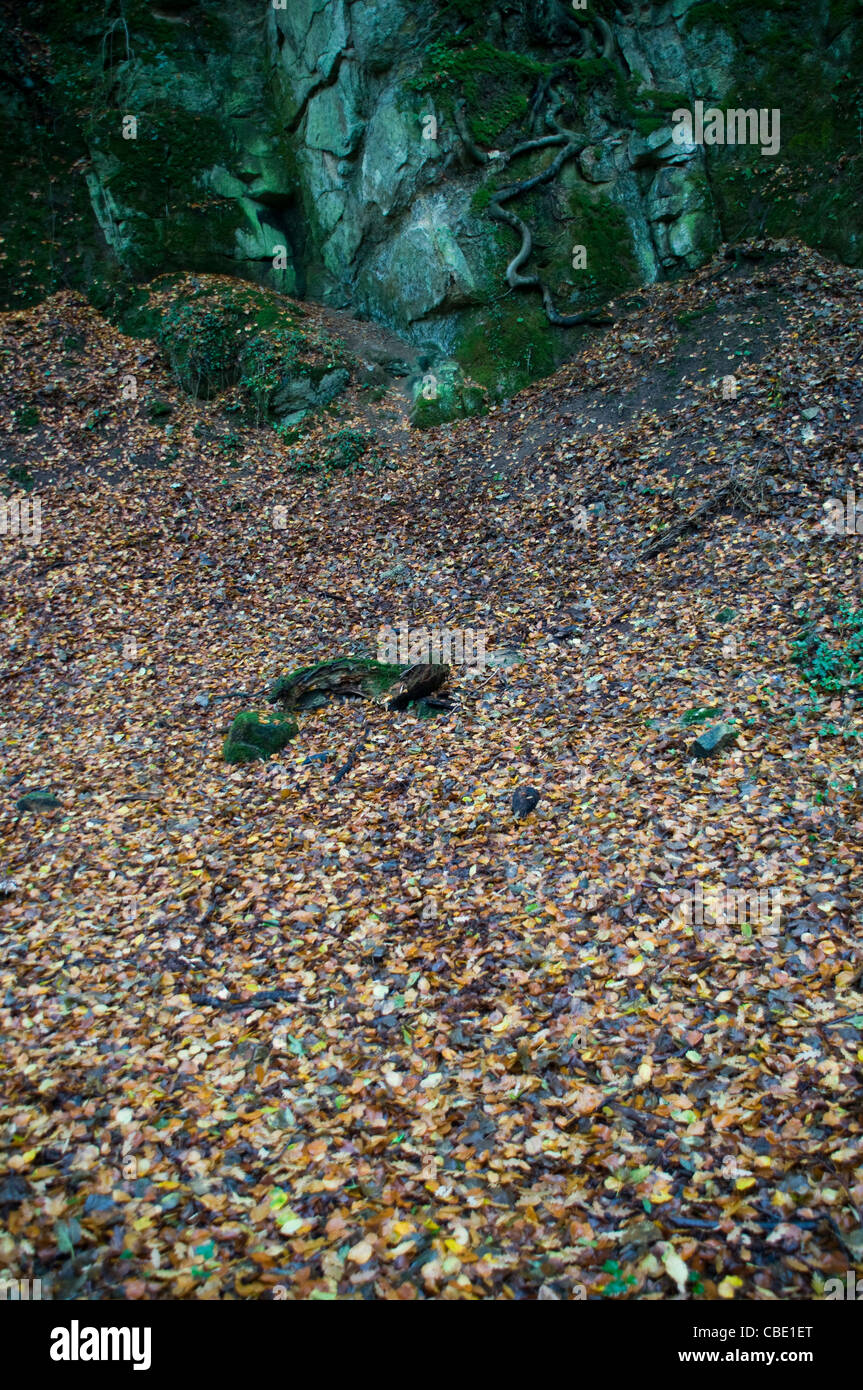 Dark green mossy cliff face and leaf covered forest floor Stock Photo ...