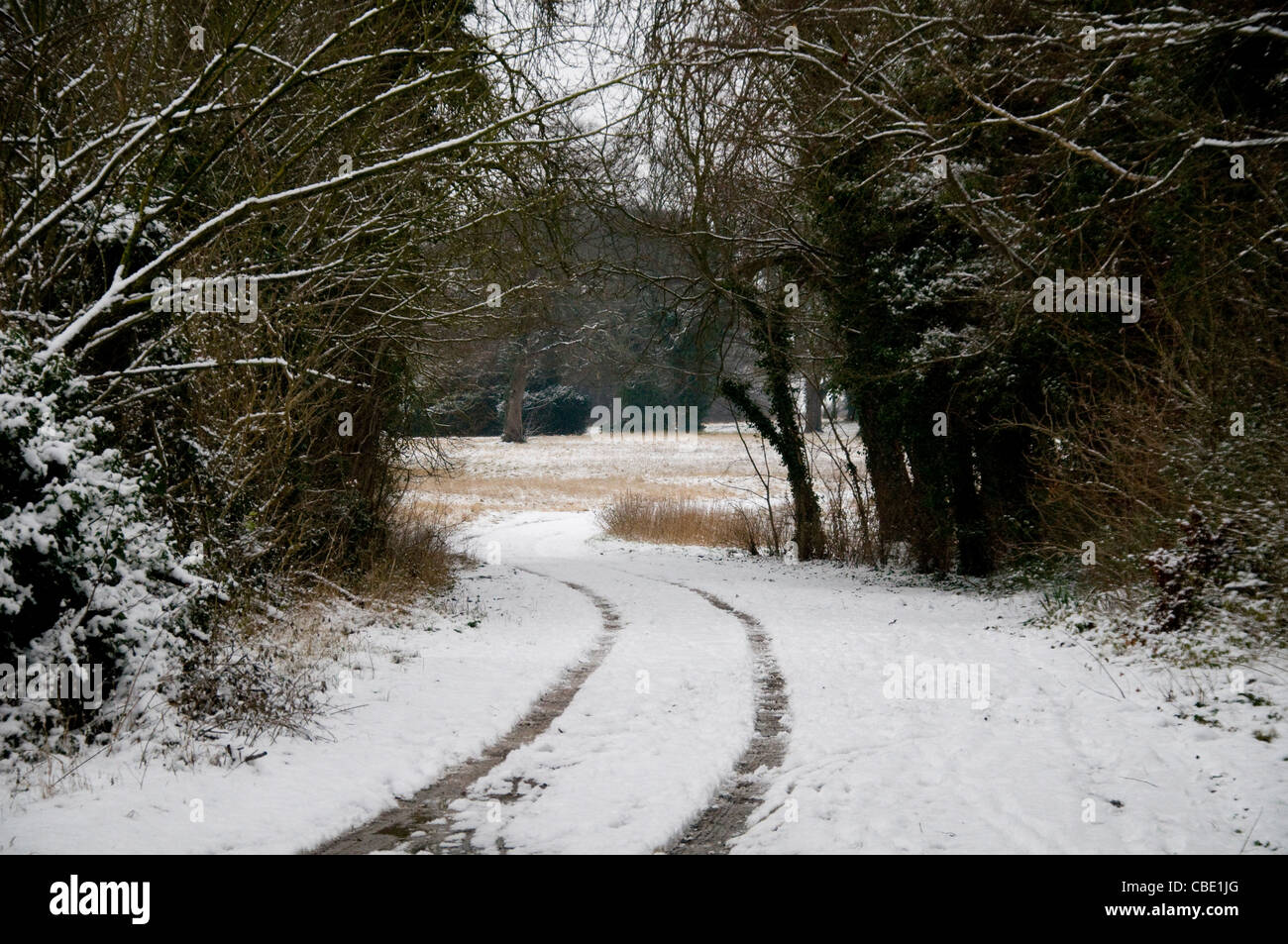 Snowy track leading through trees to a field covered with snow Stock ...