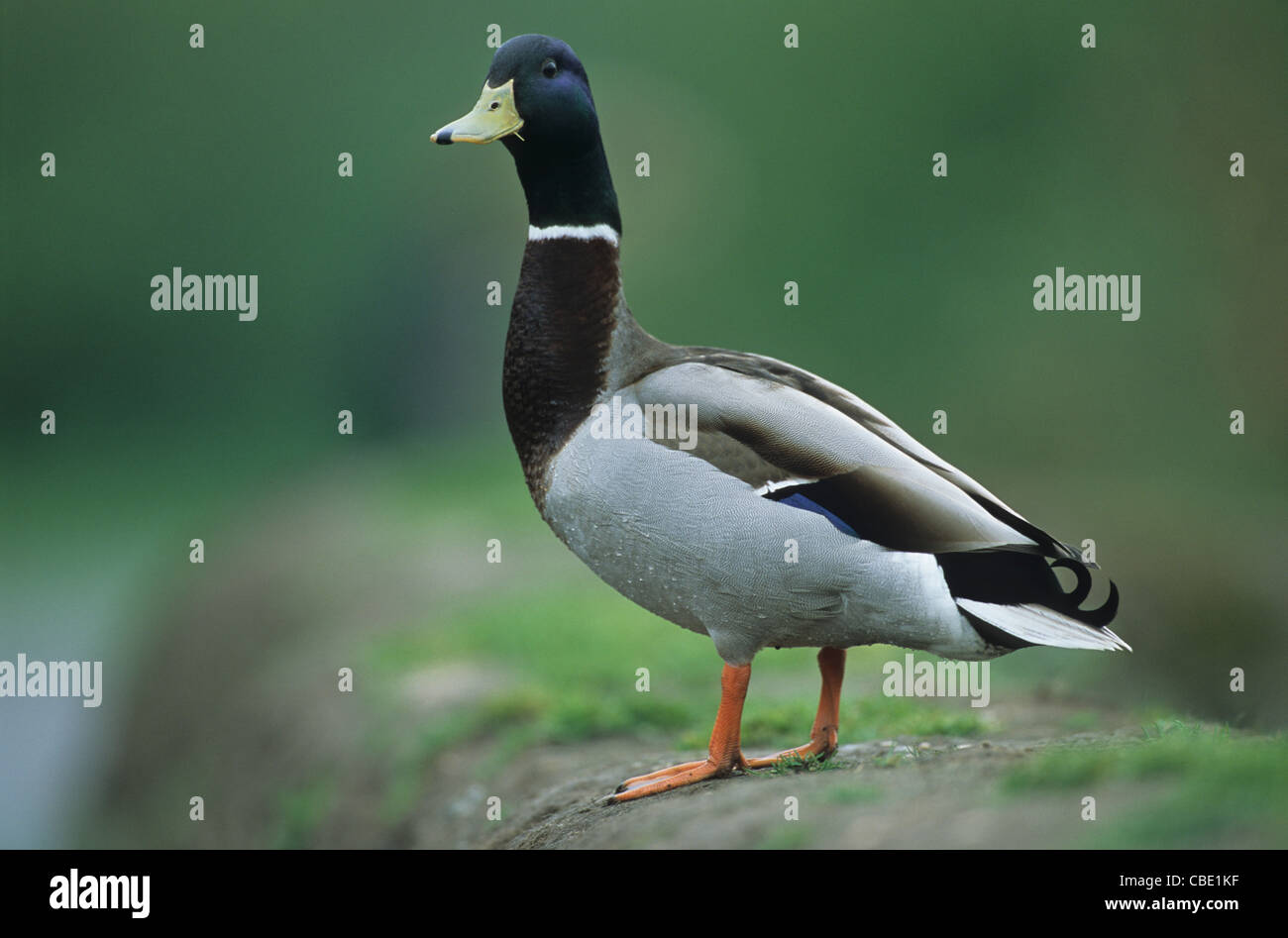 Mallard drake, London, UK Stock Photo - Alamy