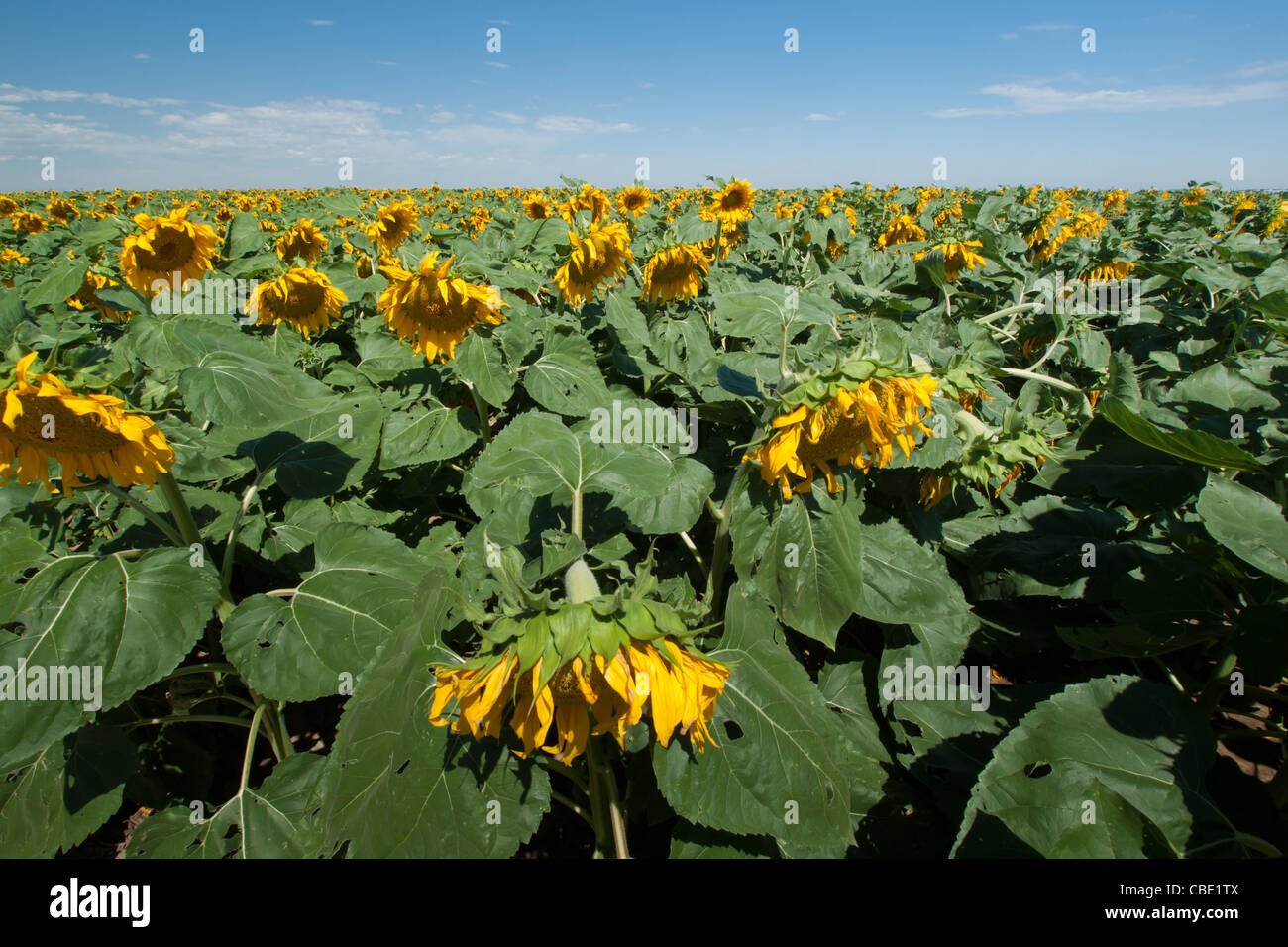 Sunflower field in Colorado Stock Photo - Alamy