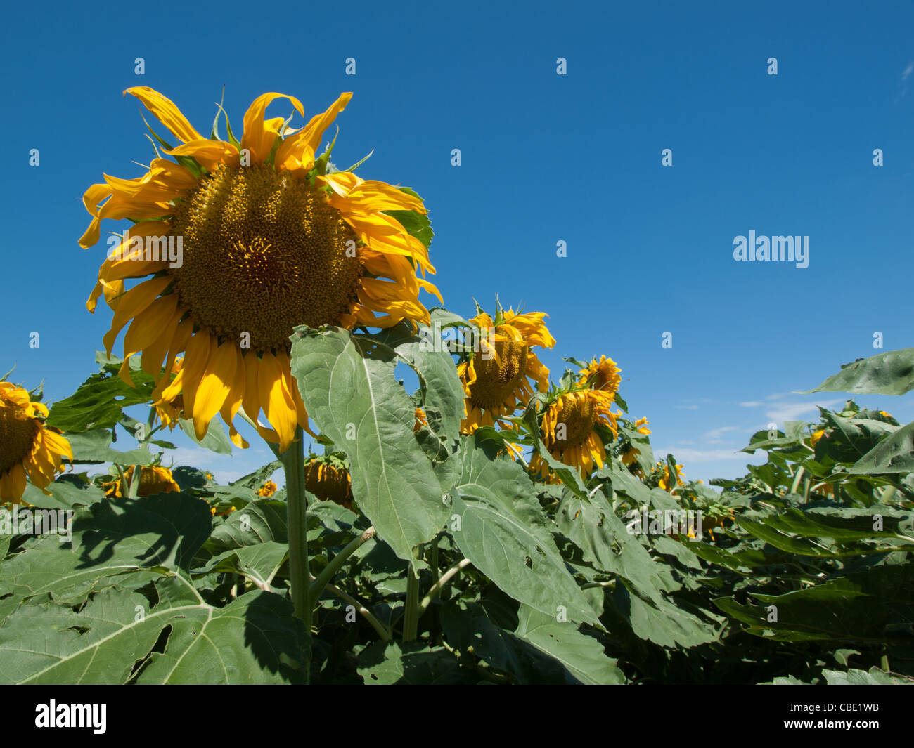 Sunflower field in Colorado Stock Photo - Alamy