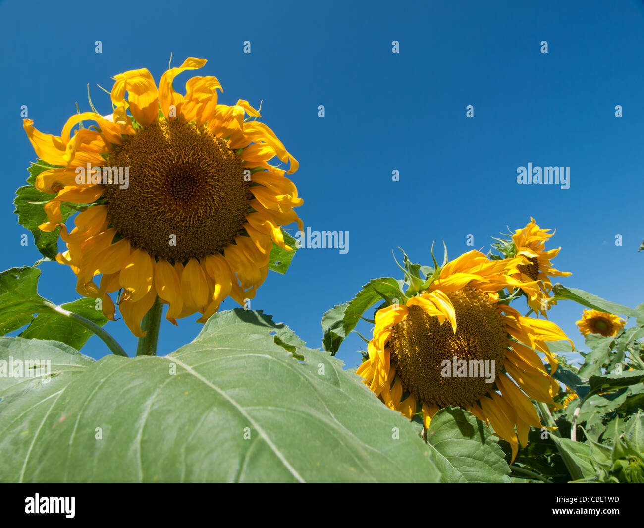 Sunflower field in Colorado Stock Photo - Alamy