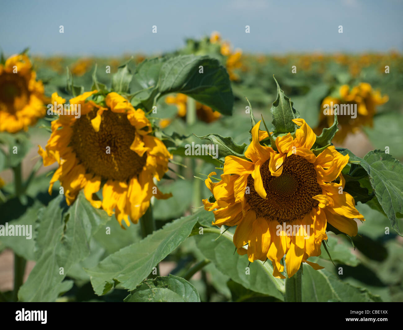 Sunflower field in Colorado Stock Photo - Alamy
