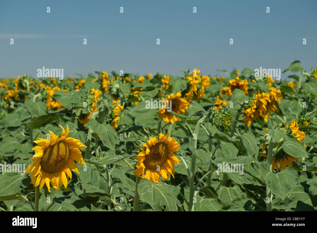 Sunflower field in Colorado Stock Photo - Alamy
