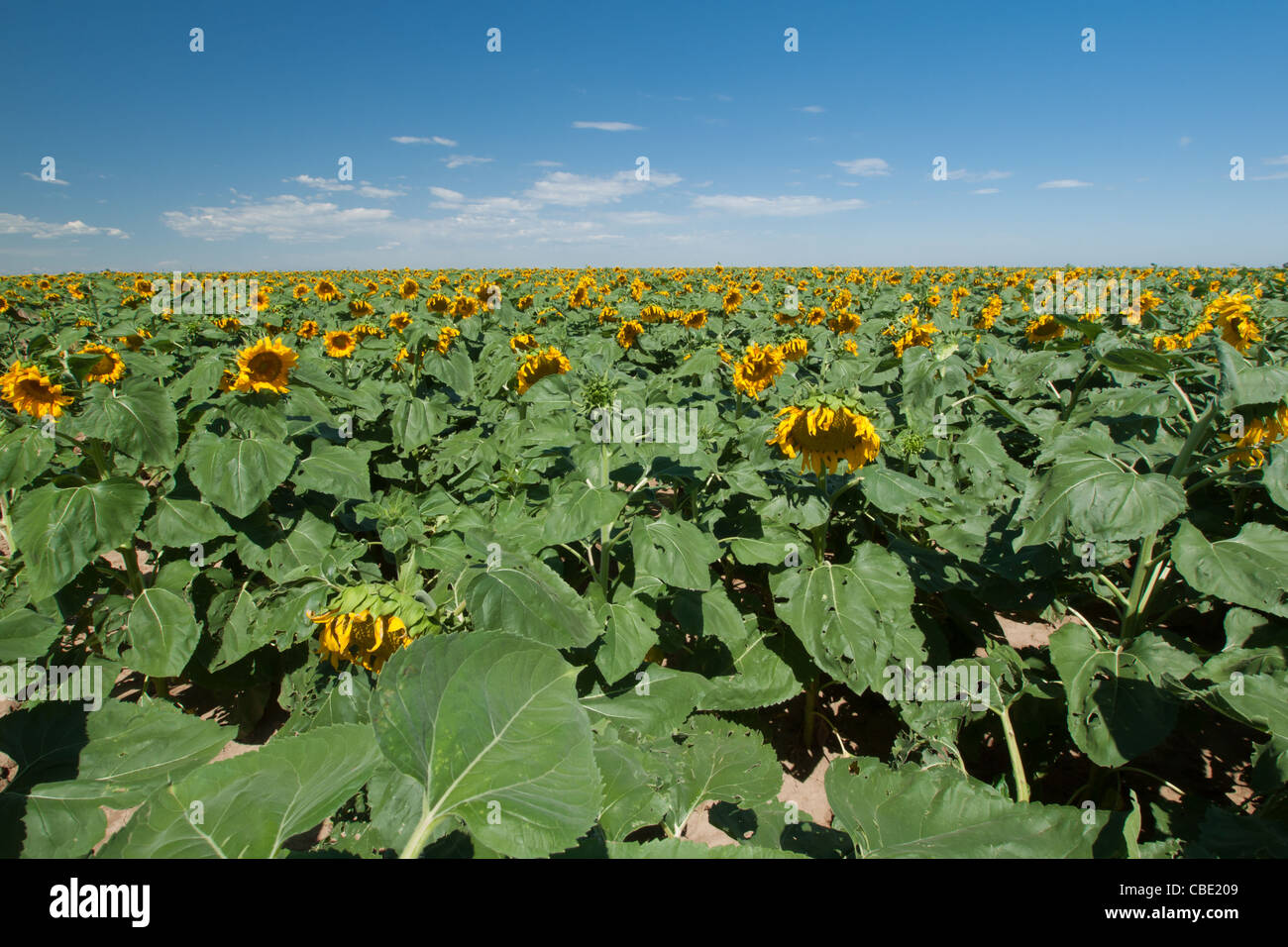 Sunflower field in Colorado Stock Photo - Alamy