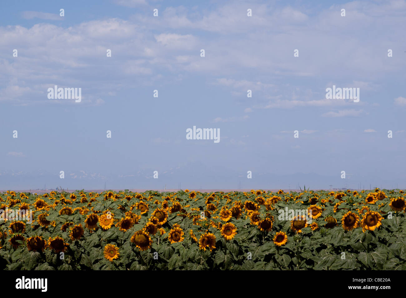 Sunflower field in Colorado Stock Photo - Alamy