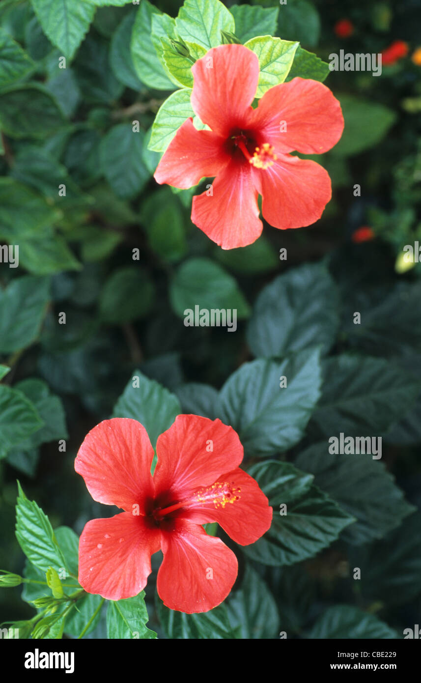Hibiscus flowers, Aghia Marina town, Aegina Island, Greece Stock Photo ...