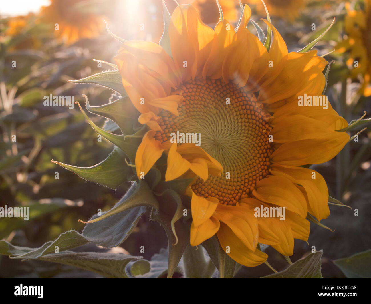 Close up of sunflower in bloom Stock Photo - Alamy