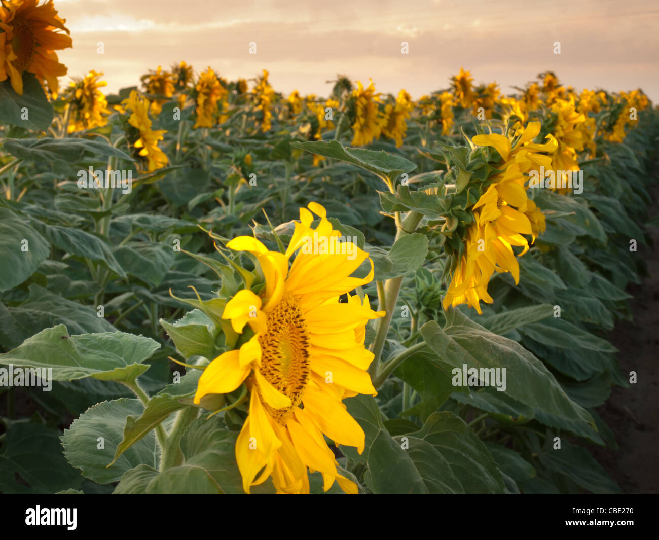 Sunflower field at sunset in Colorado Stock Photo - Alamy