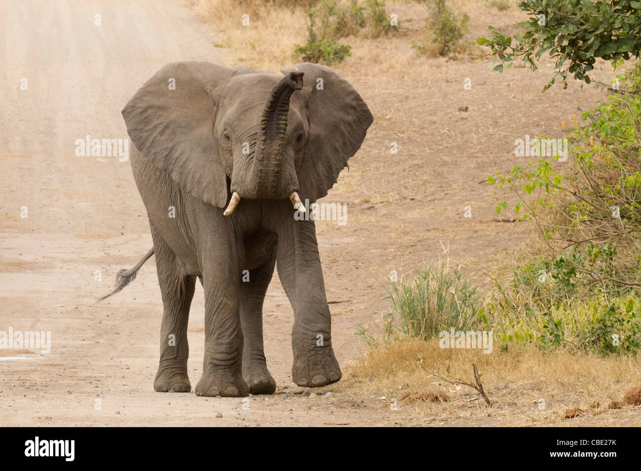 African elephant smelling hi-res stock photography and images - Alamy