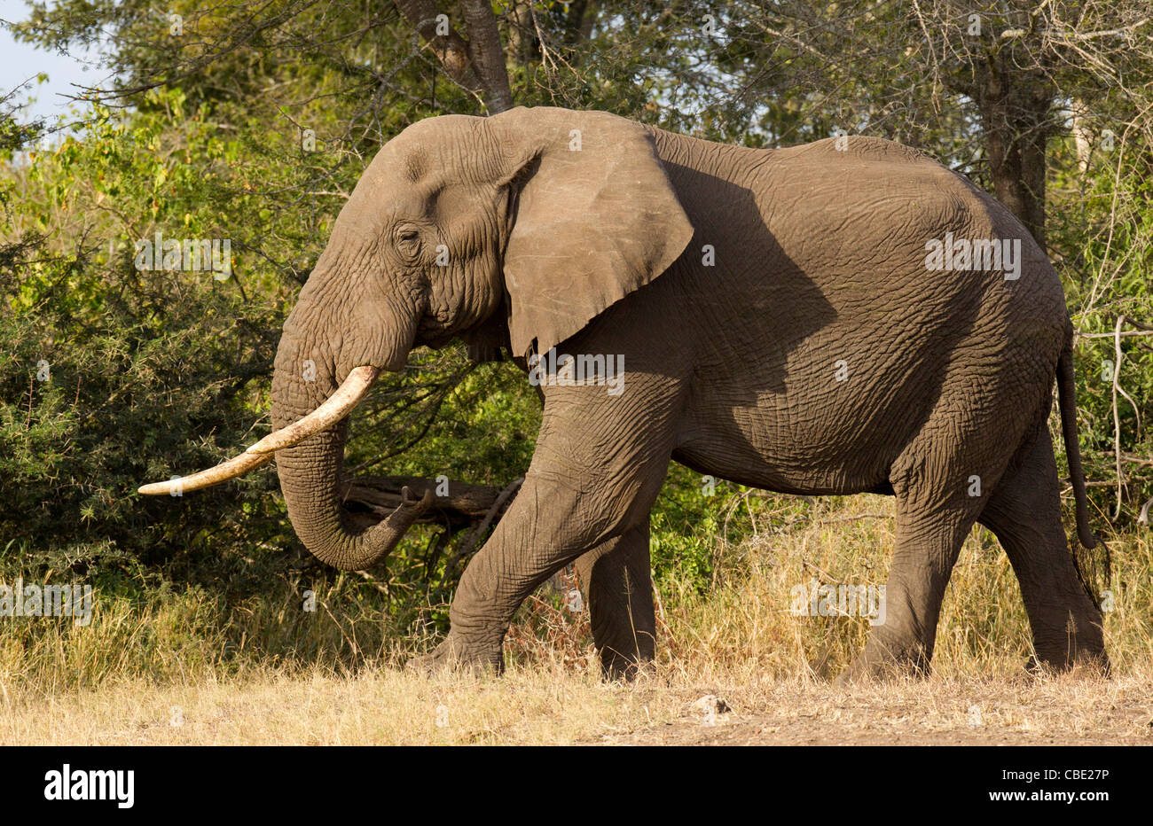 Strong tusker elephant hi-res stock photography and images - Alamy