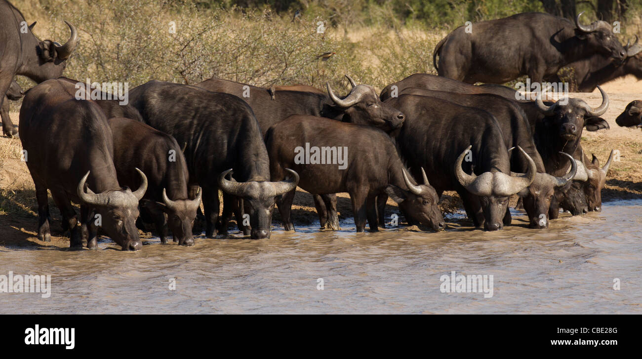 Buffalo drinking water hi-res stock photography and images - Alamy