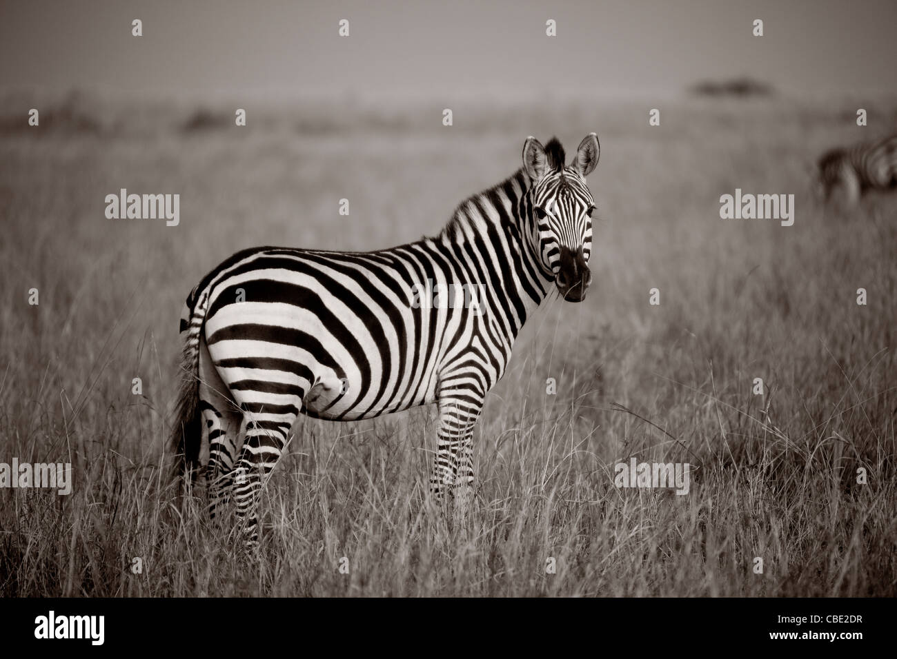 African encounter hi-res stock photography and images - Alamy