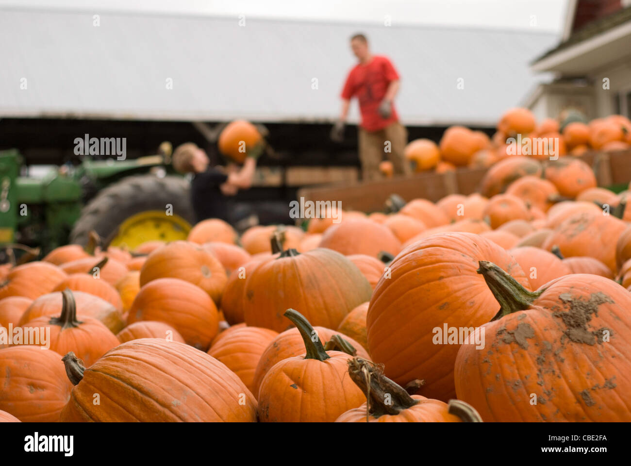 Two farmhands stack pumpkins at a farm in Washington state Stock Photo ...