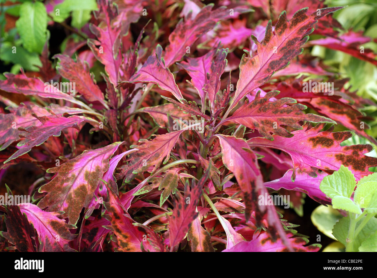 Of coleus sp hi-res stock photography and images - Alamy