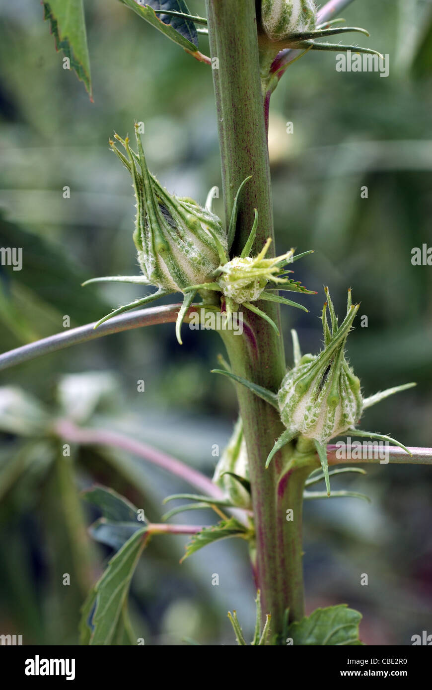 Kenaf plant hi-res stock photography and images - Alamy