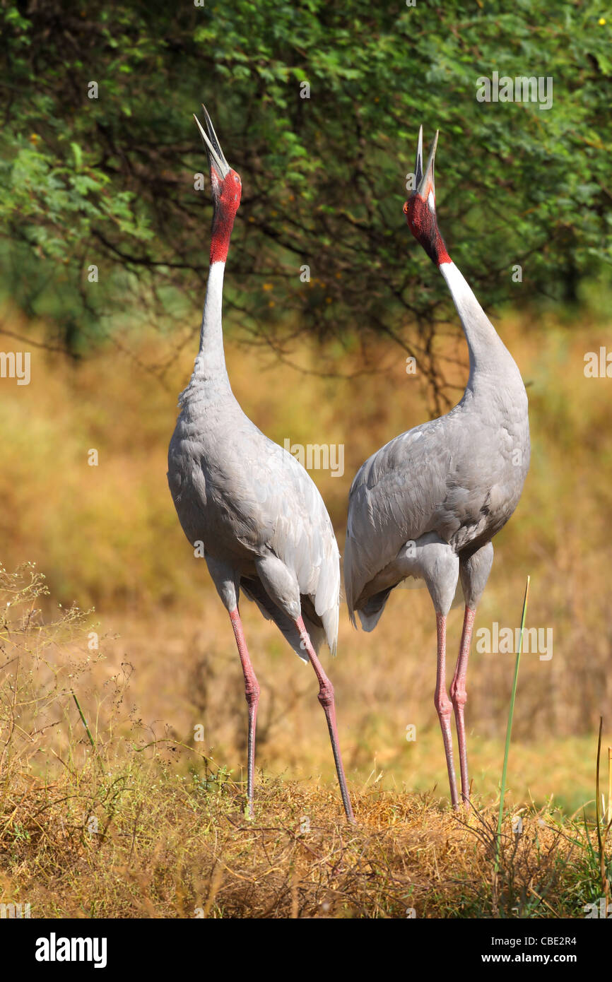Saras crane hi-res stock photography and images - Alamy
