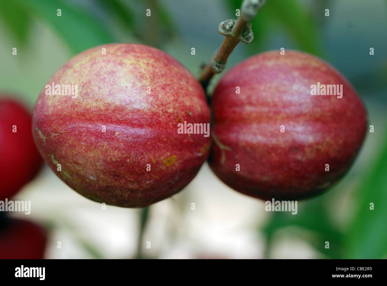 Mahkota Dewa High Resolution Stock Photography and Images - Alamy