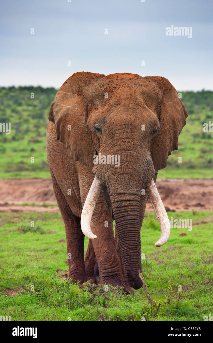 Big tusker african elephant bull hi-res stock photography and images ...