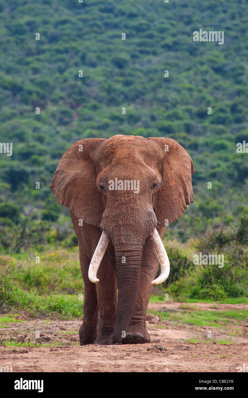 A large Elephant Bull ( Loxodonta Africana ) captured in Hapoor Dam in ...