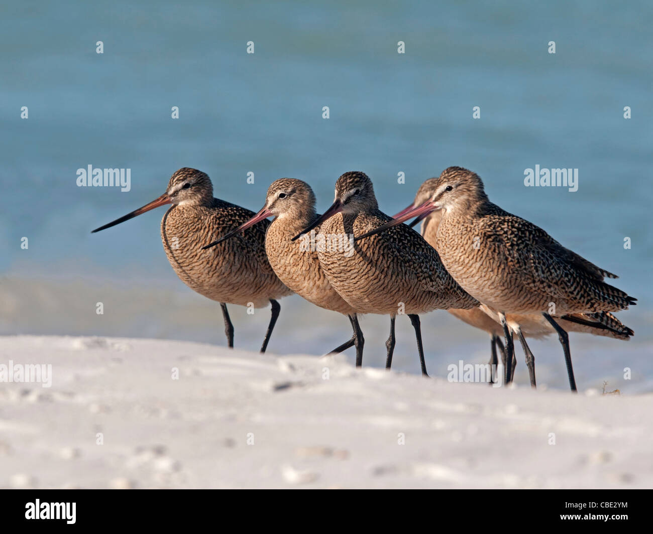 Godwits hi-res stock photography and images - Alamy