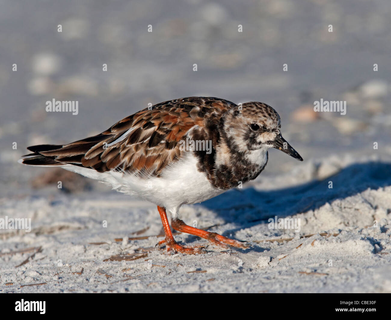 Turnstone in winter plumage hi-res stock photography and images - Alamy