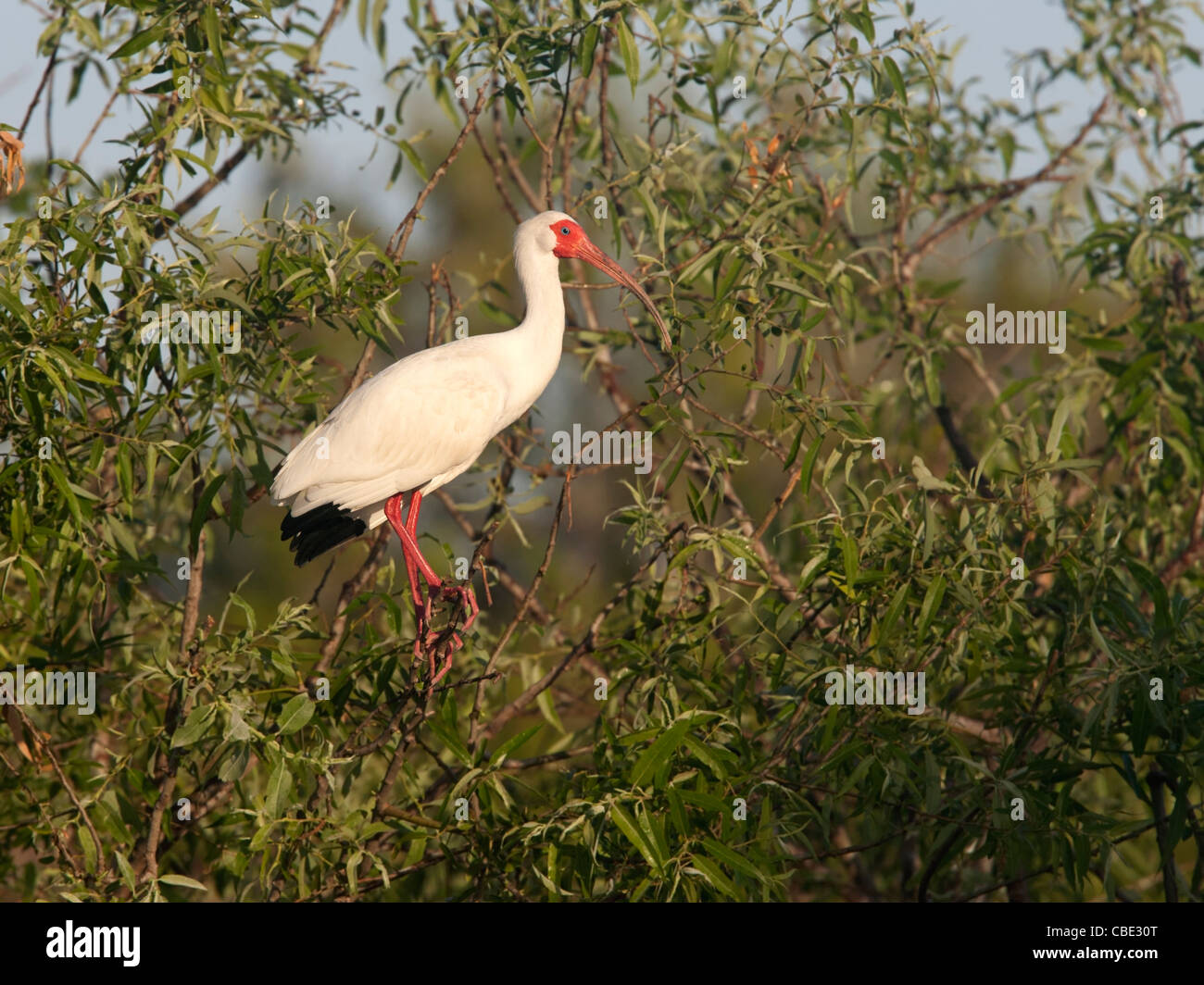 American white ibis hi-res stock photography and images - Alamy