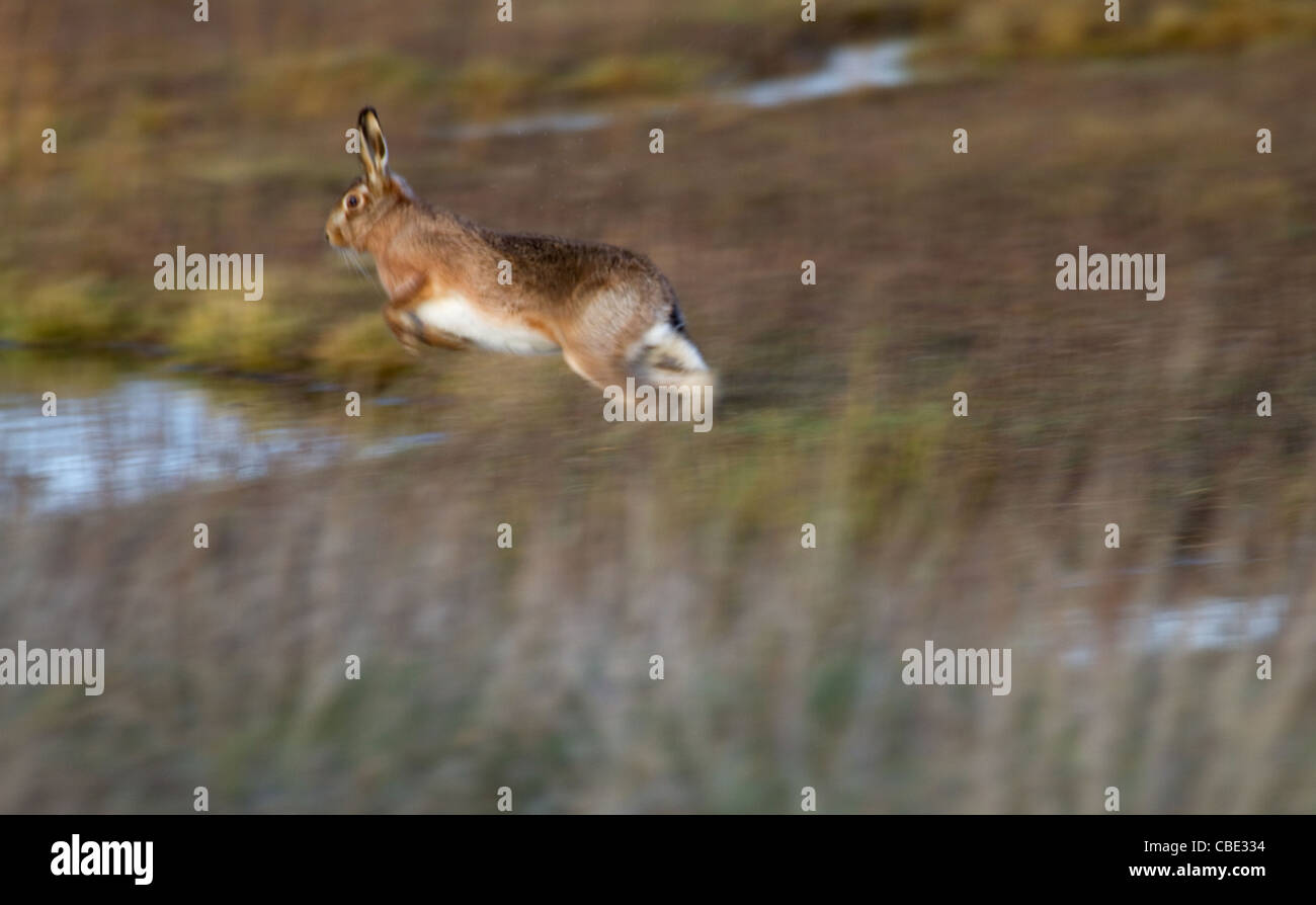 Leaping hare hi-res stock photography and images - Alamy
