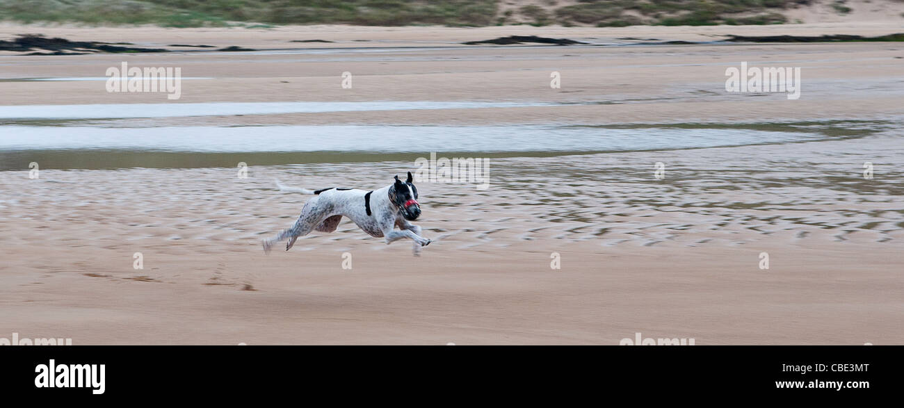 White greyhound hi-res stock photography and images - Alamy