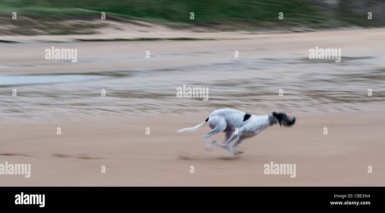 Black and white greyhound running on beach; motion blurred Stock Photo ...