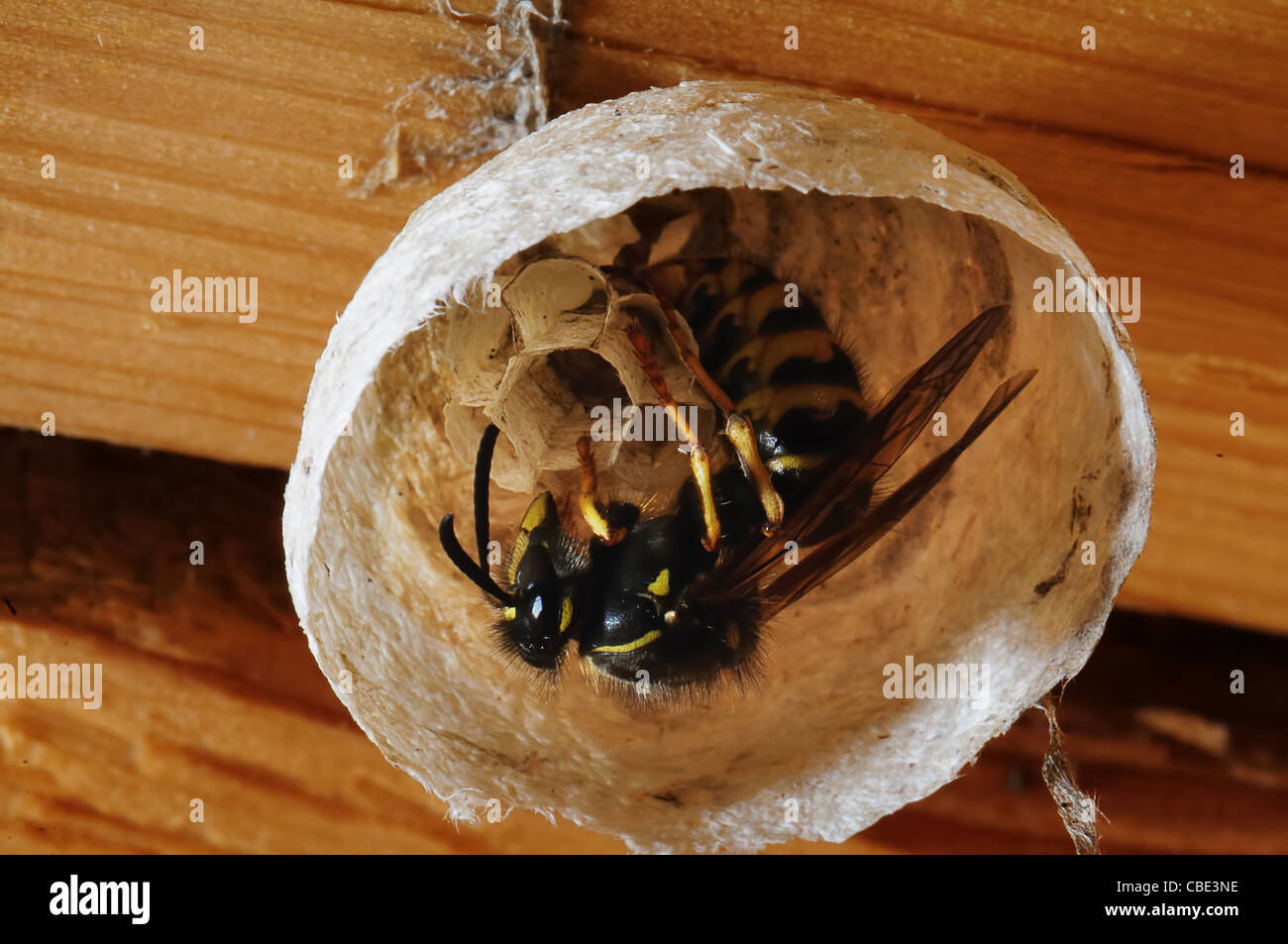 wasp building nest Stock Photo - Alamy