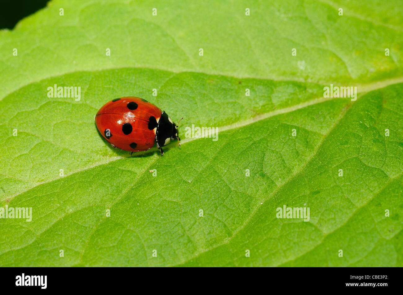 Ladybug insect hi-res stock photography and images - Alamy