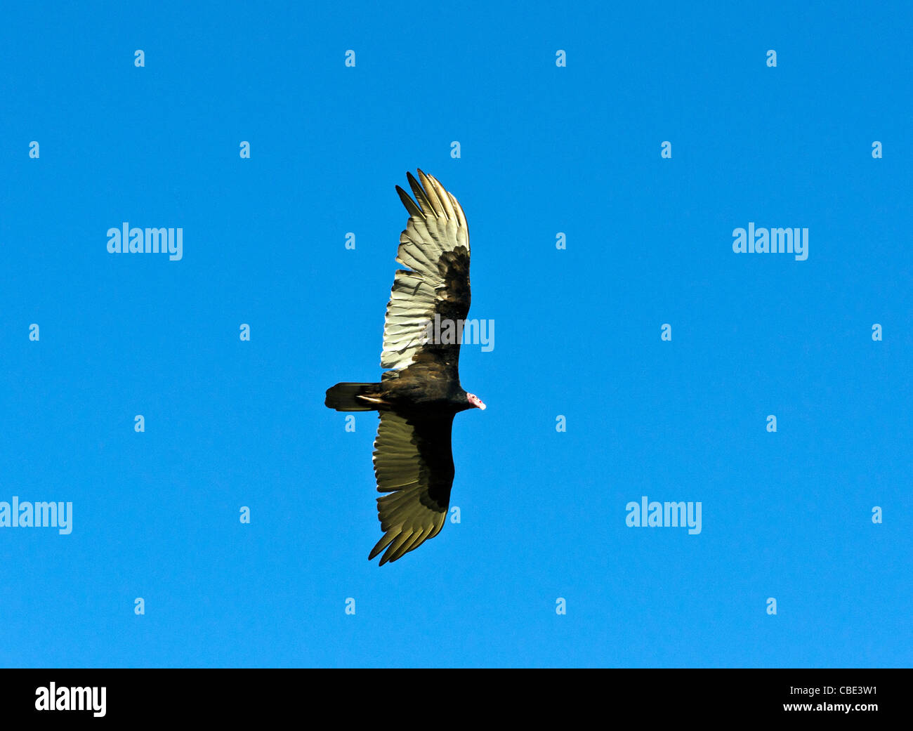 Maria aura hi-res stock photography and images - Alamy