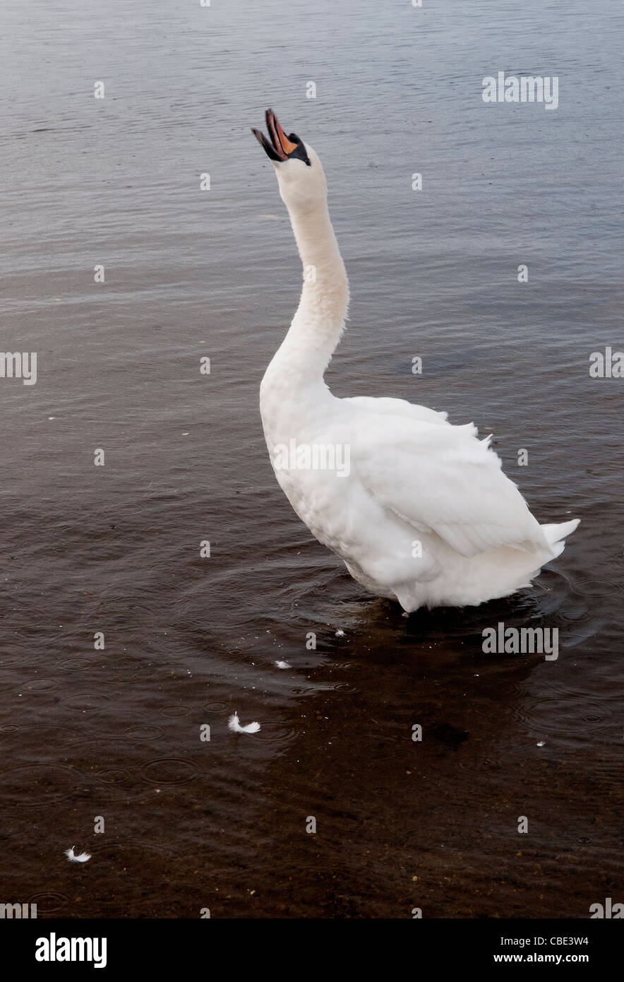 Swan stretched neck hi-res stock photography and images - Alamy