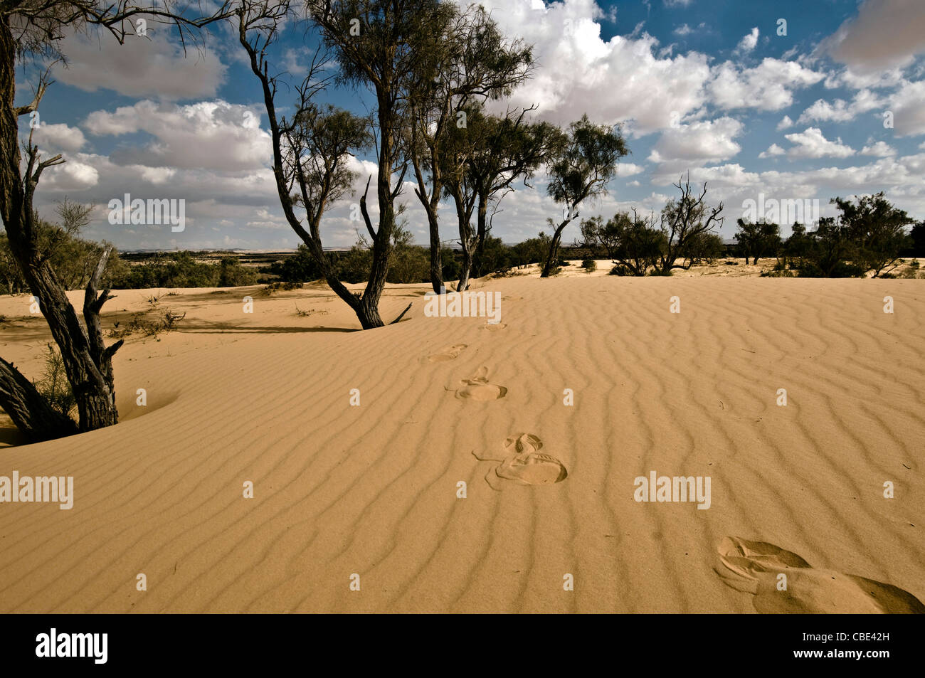 Desert sand dune Photographed in Israel Negev Desert Stock Photo - Alamy