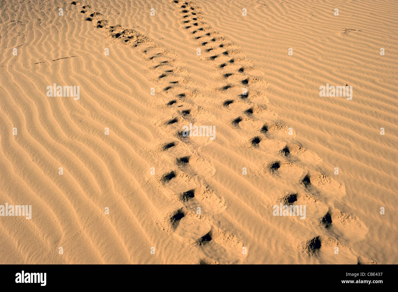 Desert sand dune Photographed in Israel Negev Desert Stock Photo - Alamy