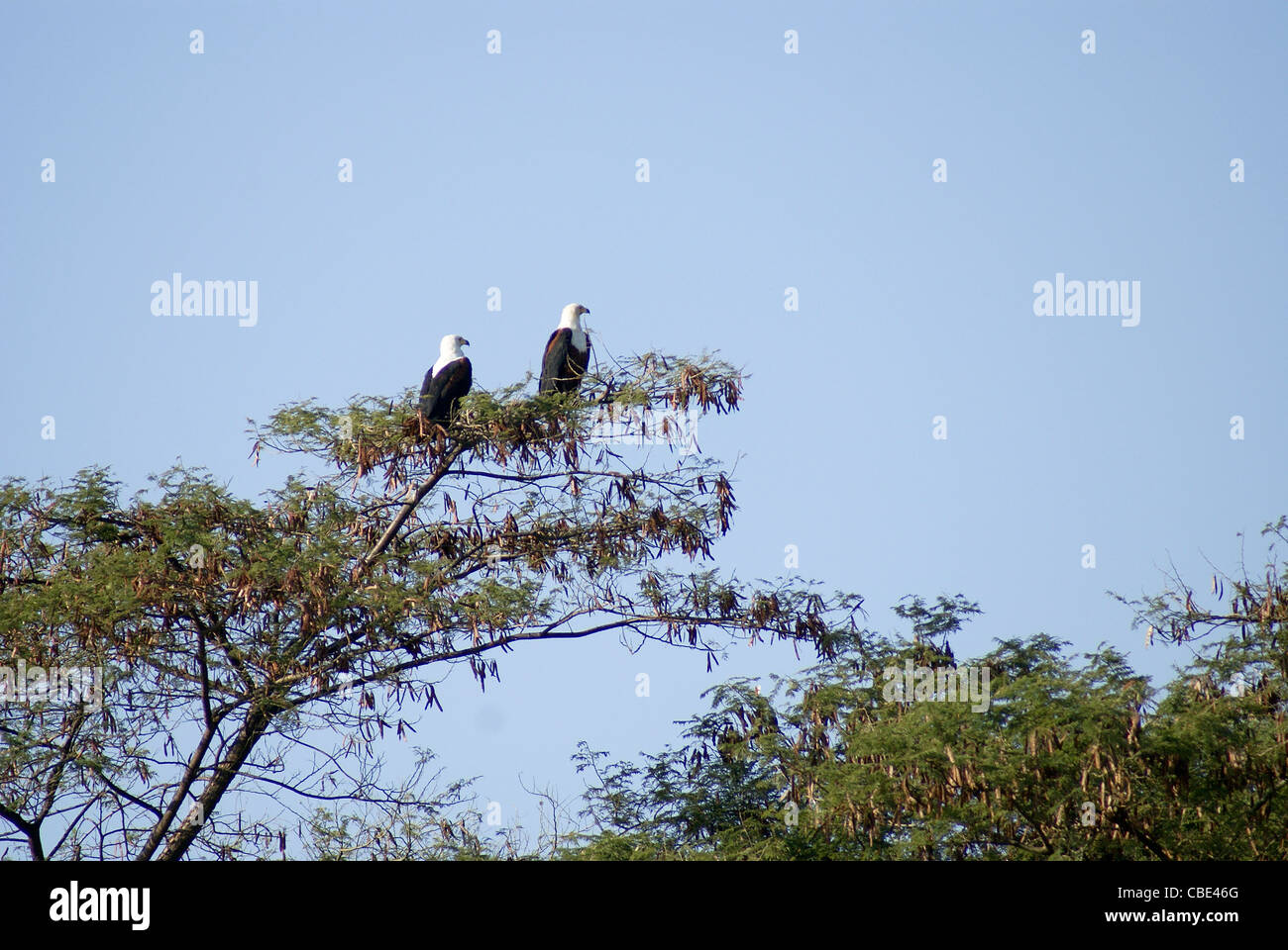 Two African Fish Eagles (Haliaeetus vocifer) on a tree. Photographed in ...