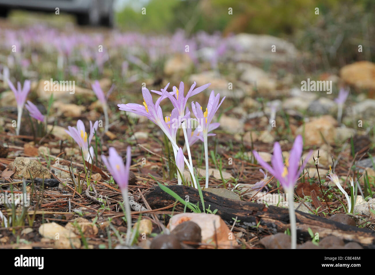 Stevenii High Resolution Stock Photography and Images - Alamy