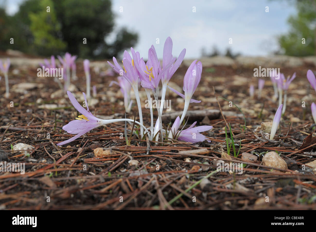 Stevenii High Resolution Stock Photography and Images - Alamy