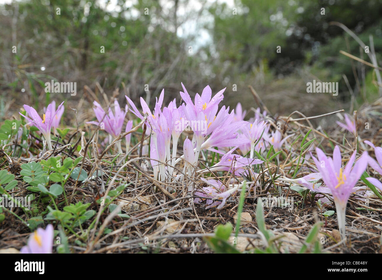 Steven's Meadow-saffron (Colchicum stevenii Stock Photo - Alamy