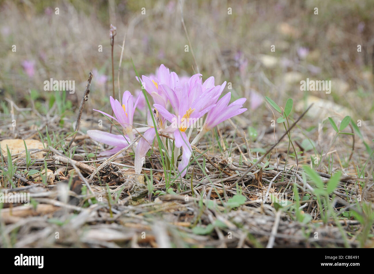 Stevenii High Resolution Stock Photography and Images - Alamy