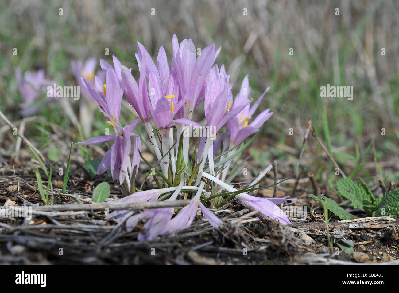 Steven's Meadow-saffron (Colchicum stevenii Stock Photo - Alamy