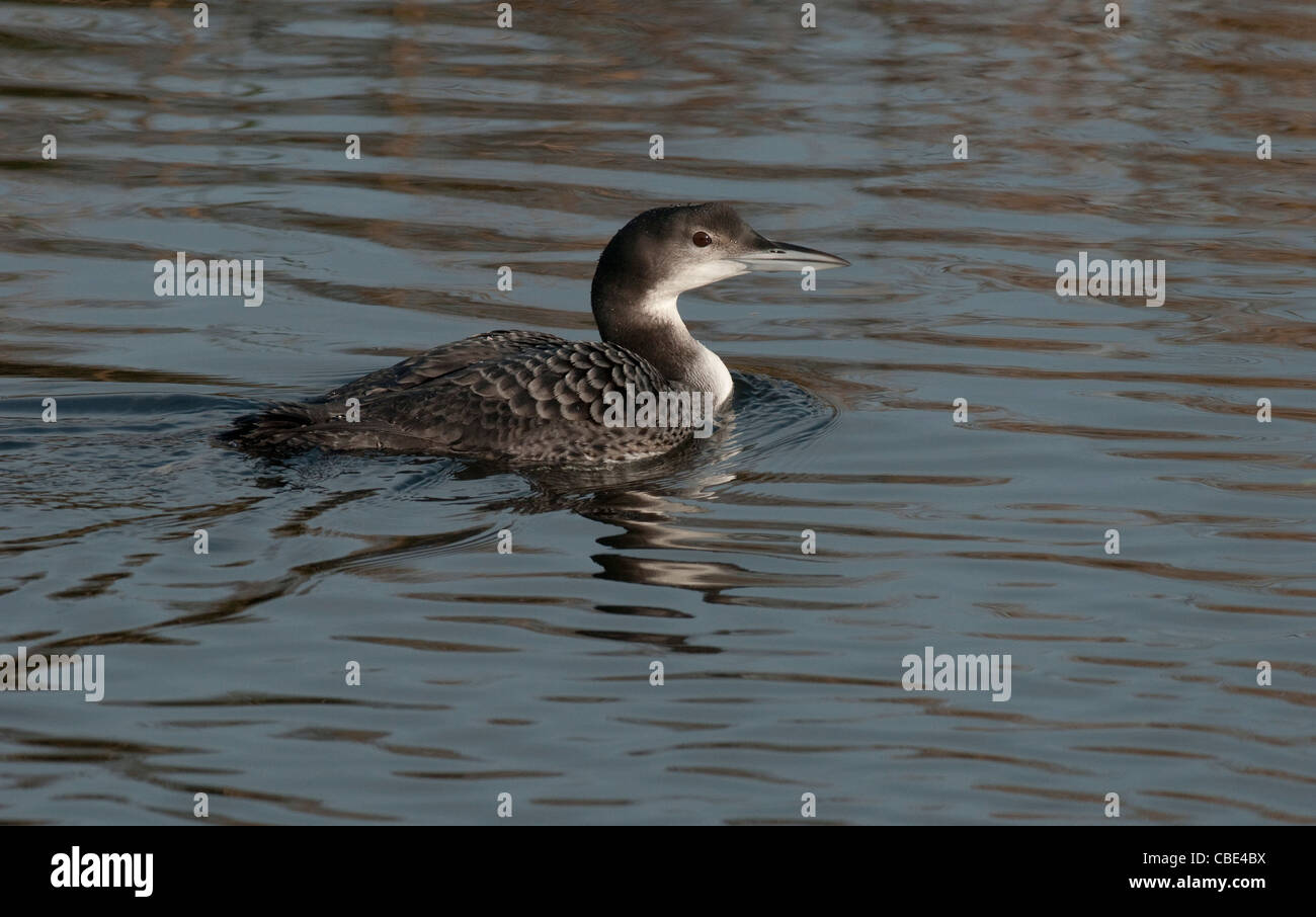 Great Northern Diver Gavia immer Stock Photo - Alamy
