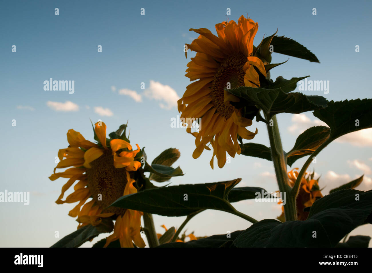 Sunflower field at sunset in Colorado Stock Photo - Alamy