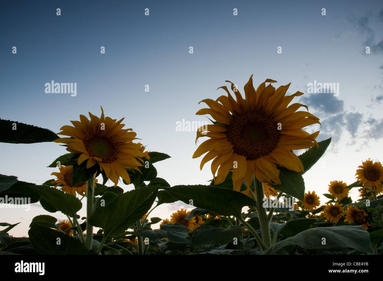 Sunflower field at sunset in Colorado Stock Photo - Alamy