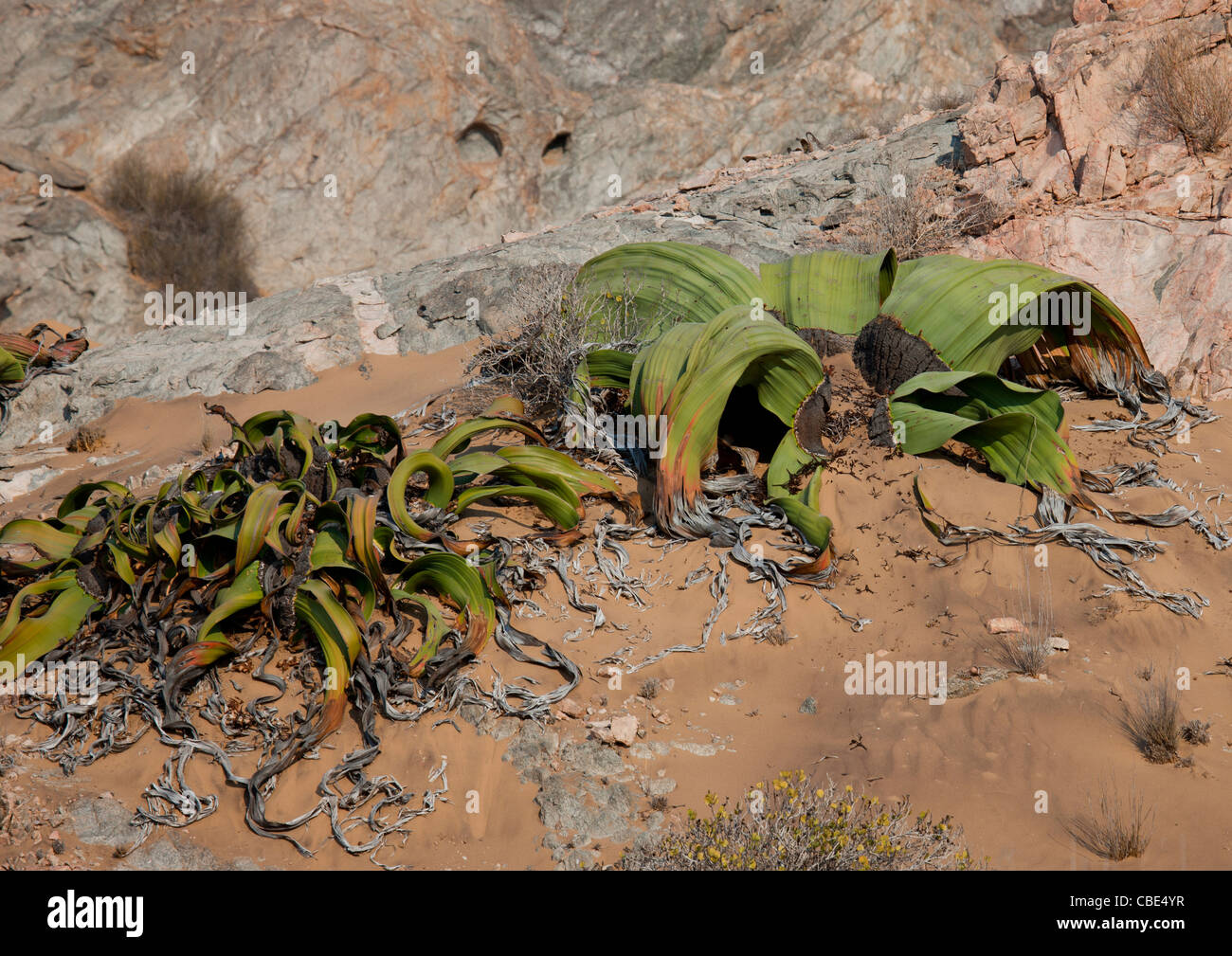 Welwitschia Plant In The Namib Desert, Angola Stock Photo - Alamy