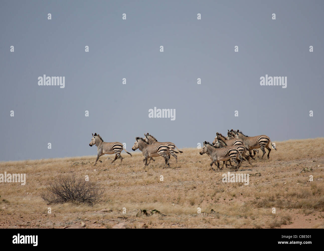 Zebras galloping hi-res stock photography and images - Alamy