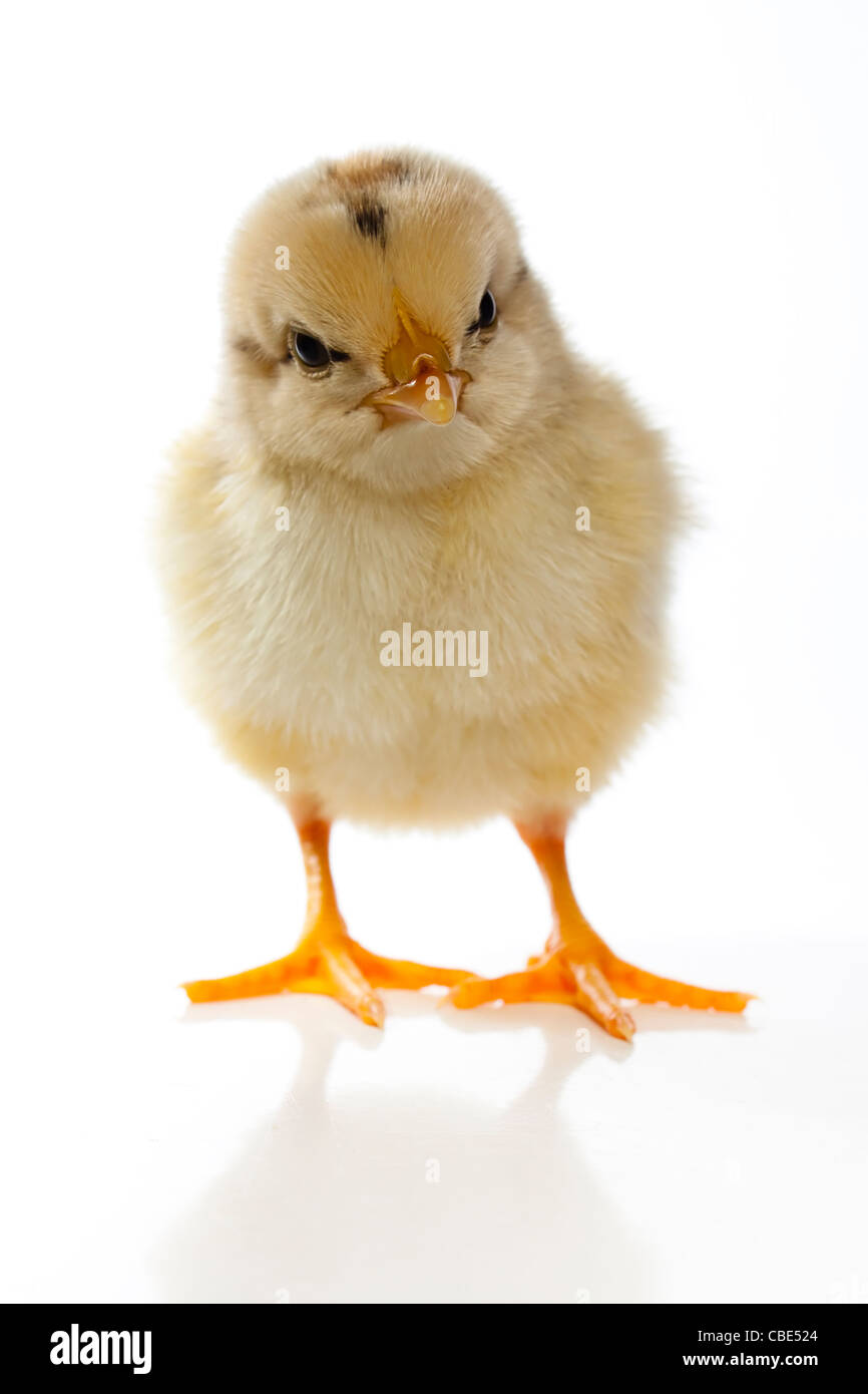 New born chick staring at camera against white background Stock Photo ...