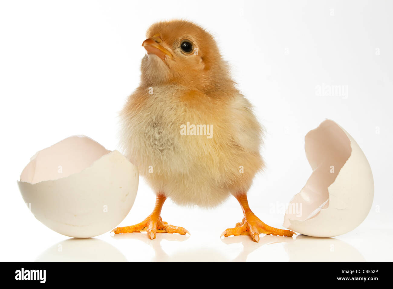 Cute baby chicken and an egg shell against a white background Stock ...